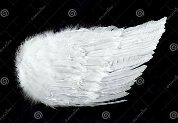 Angel Wings Side View Isolated on Black Stock Photo - Image of cherub ...