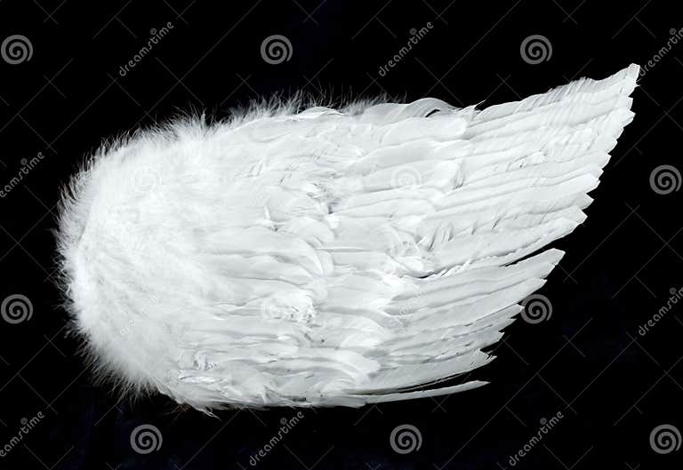 Angel Wings Side View Isolated on Black Stock Photo - Image of cherub ...