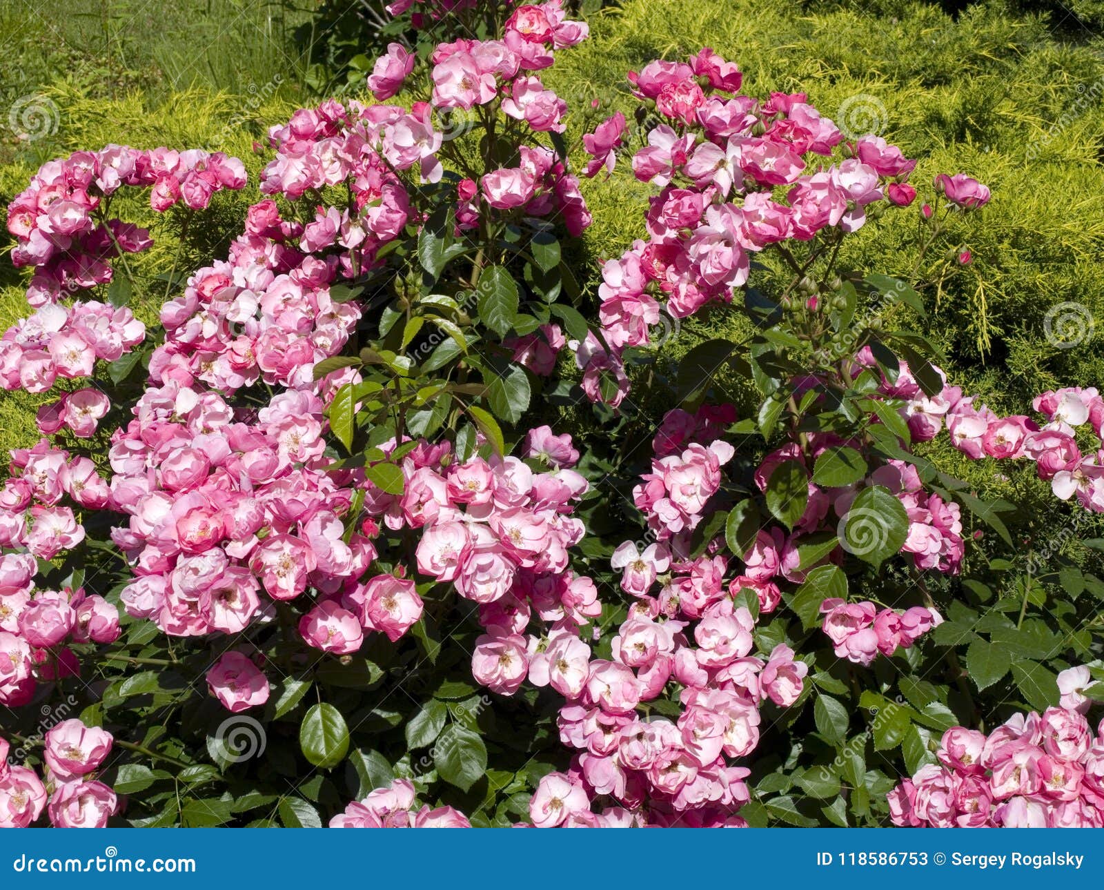 Angela rose bush stock image. Image of bushy, border - 118586753