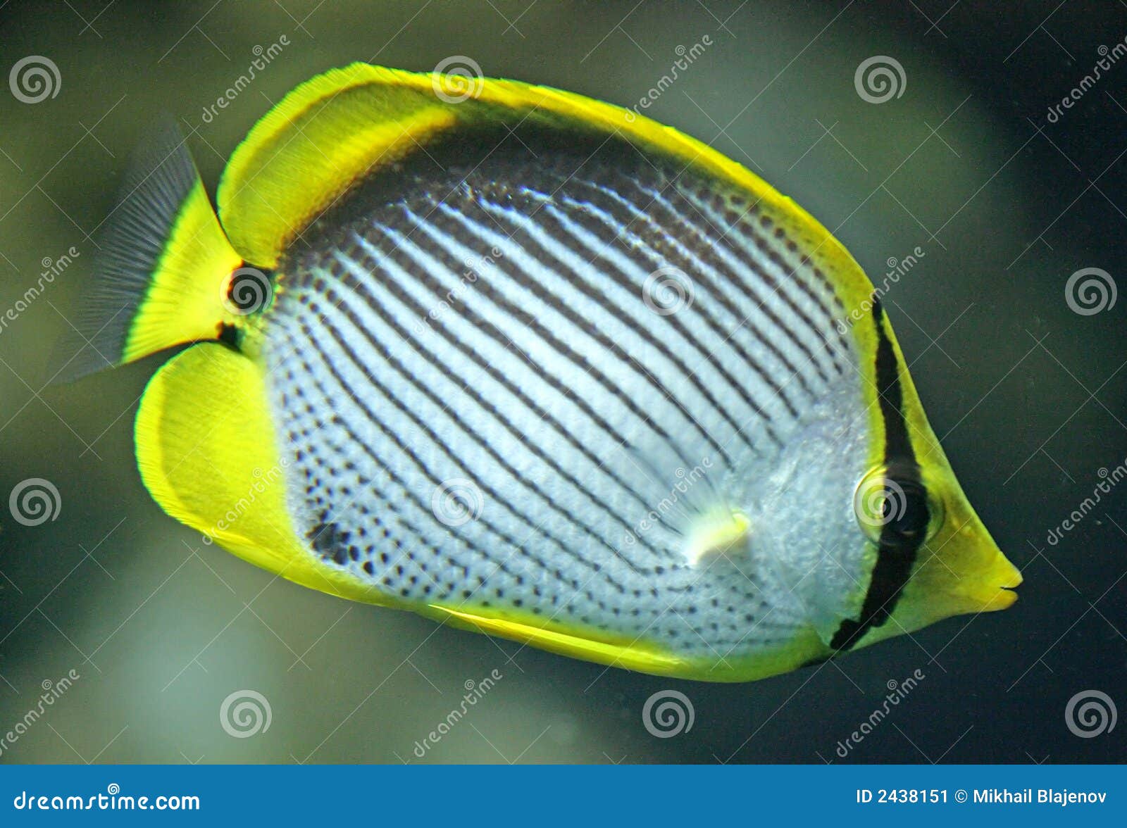 Angelfish 1 stock image. Image of coldblooded, water, nature - 2438151