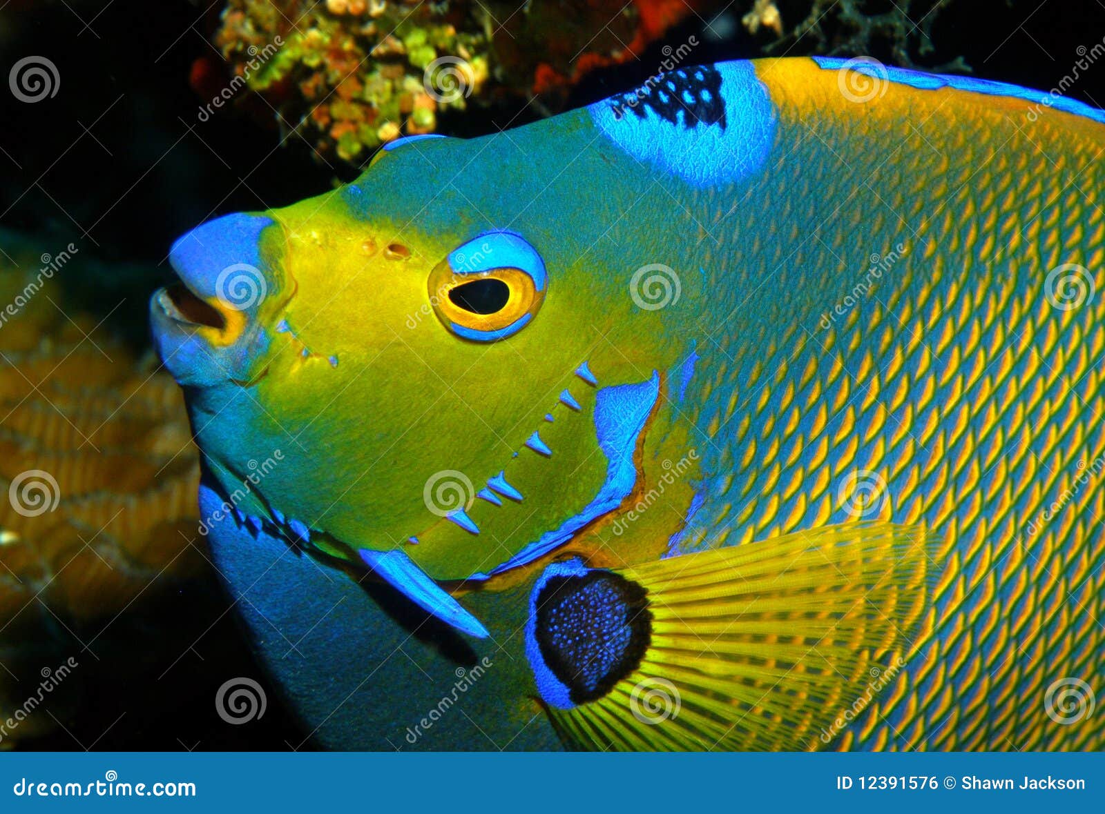 Angelfish Royalty Free Stock Image - Image: 12391576