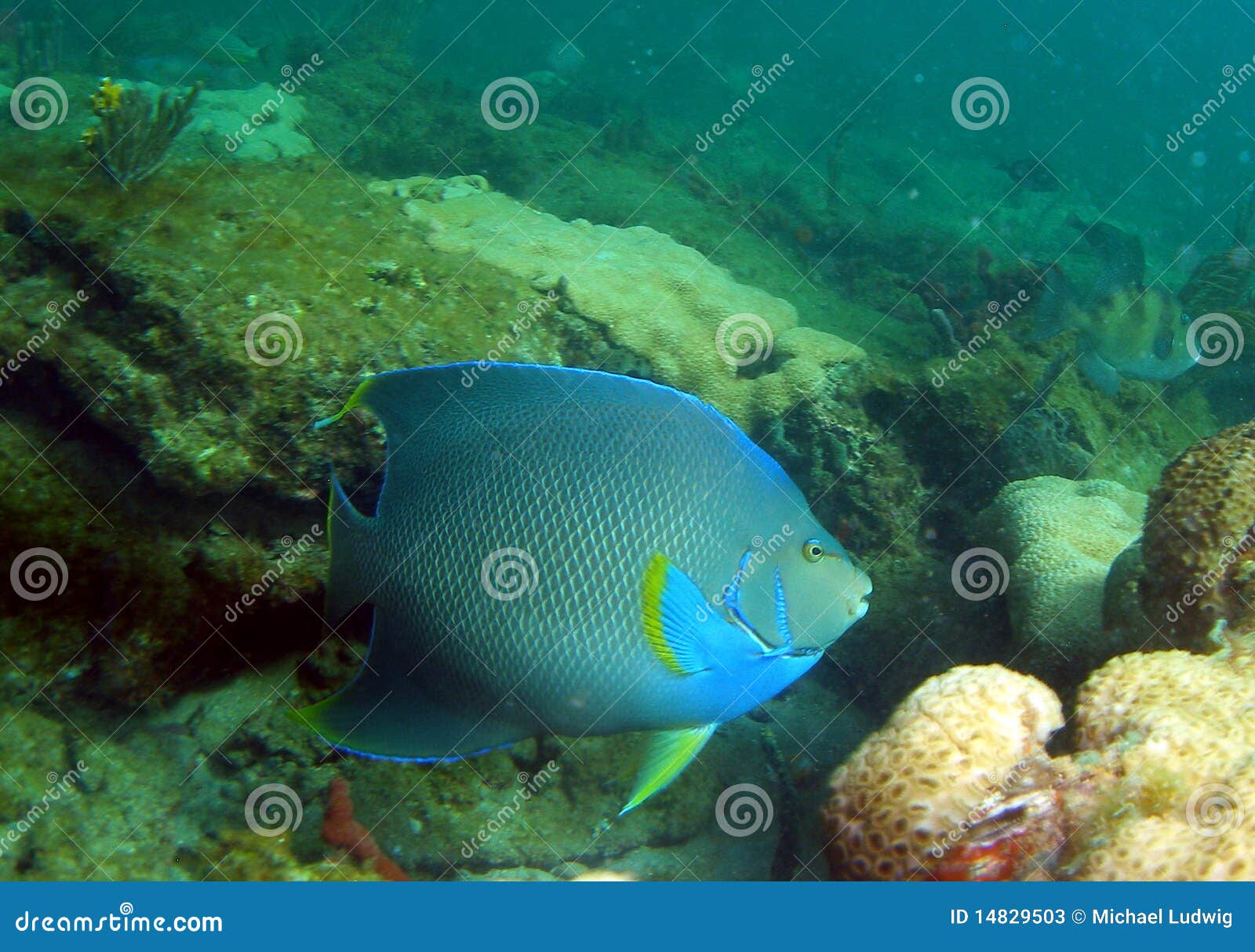 Angelfish stock image. Image of reef, mound, surface - 14829503