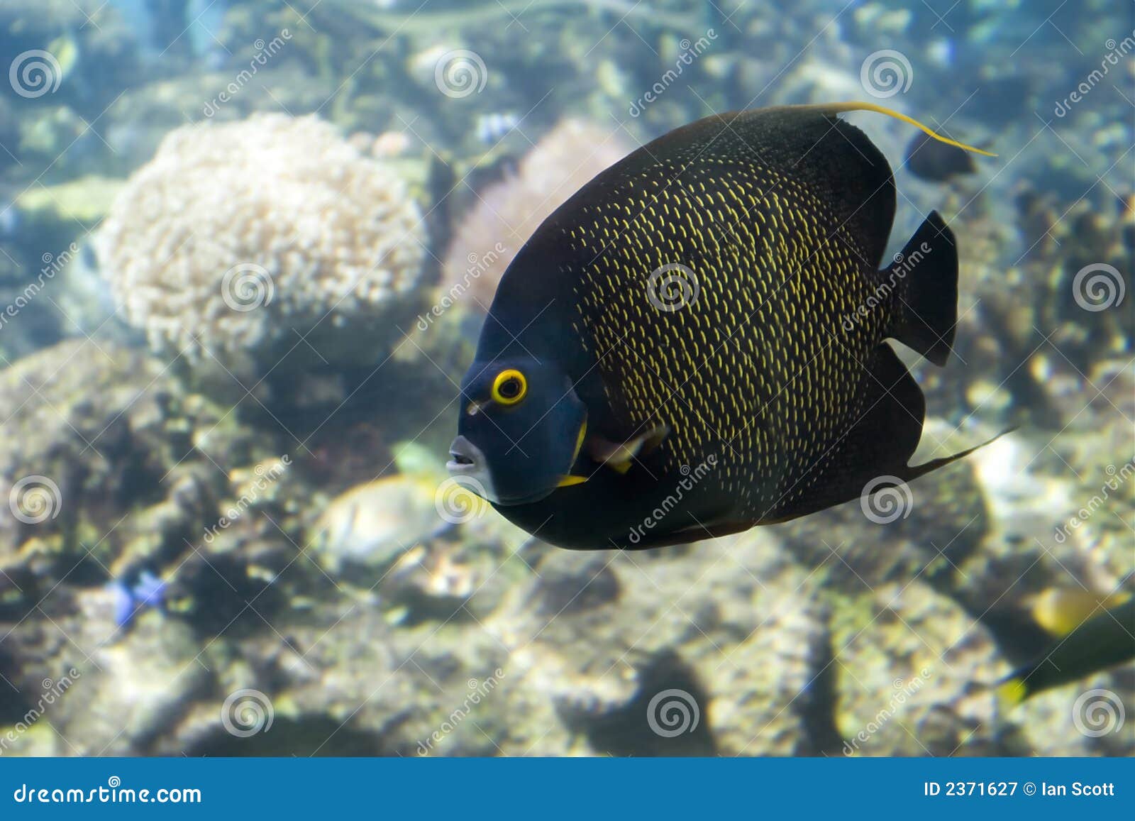 Angelfish stock image. Image of reef, tropical, ocean - 2371627