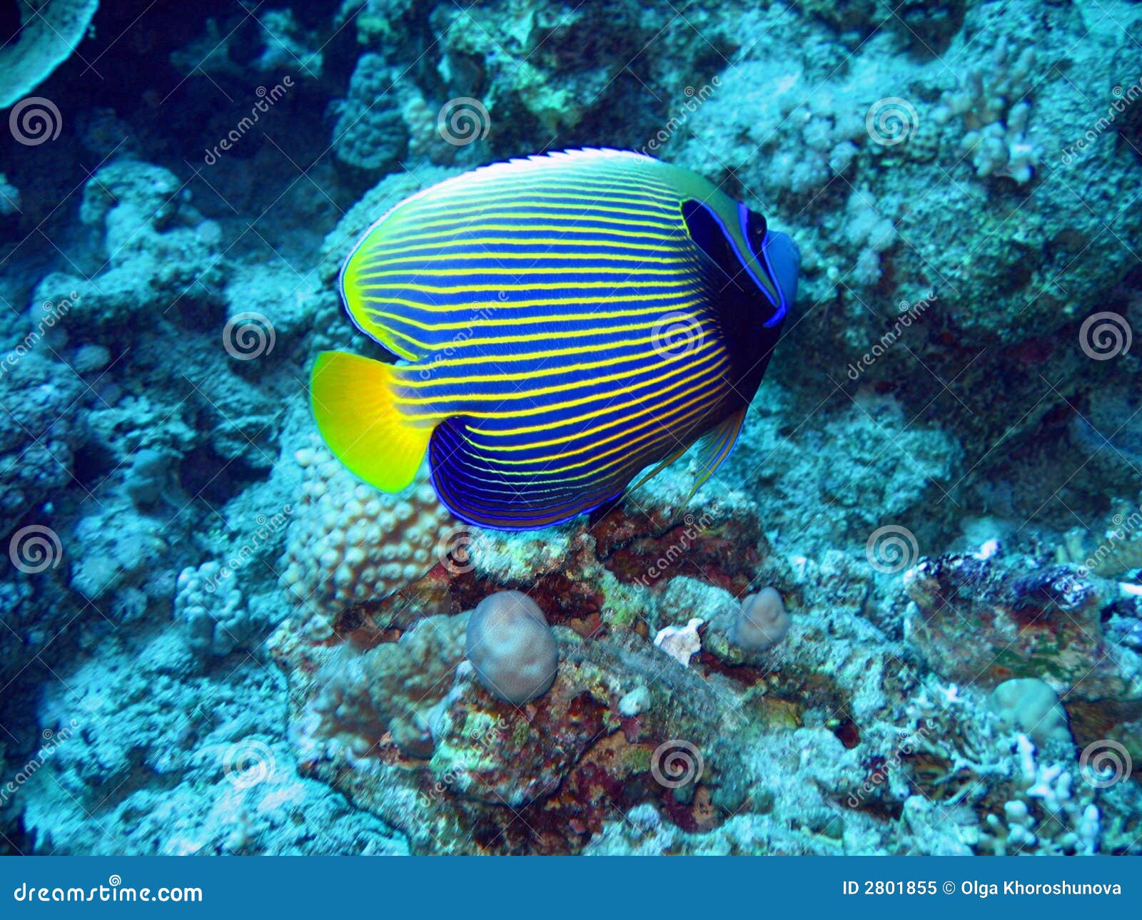 Angelfish stock image. Image of marine, nature, macro - 2801855