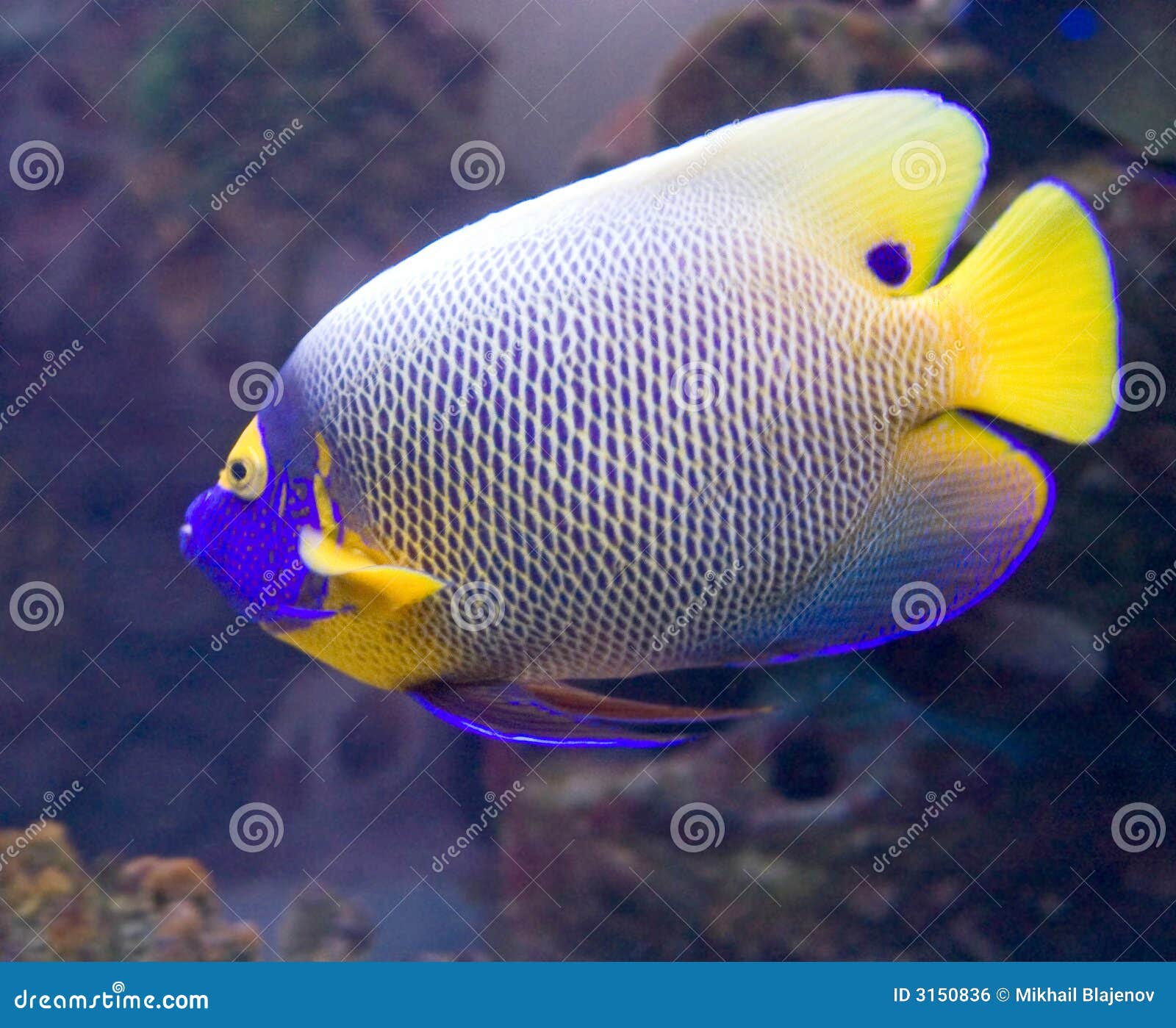 Angelfish 5 de Blueface foto de archivo. Imagen de especie - 3150836