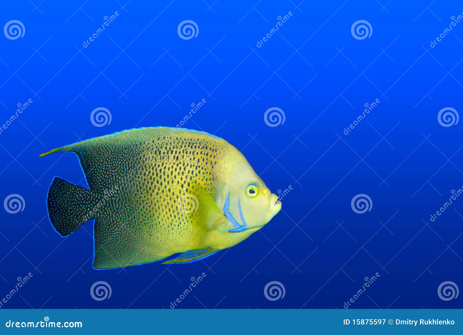 Angelfish in Aquarium Isolated Stock Image - Image of aquarium ...