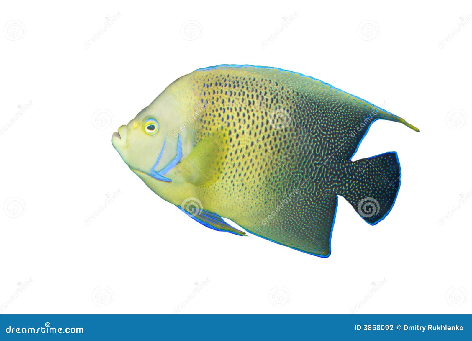 Angelfish in Aquarium Isolated Stock Photo - Image of bright, fish: 3858092