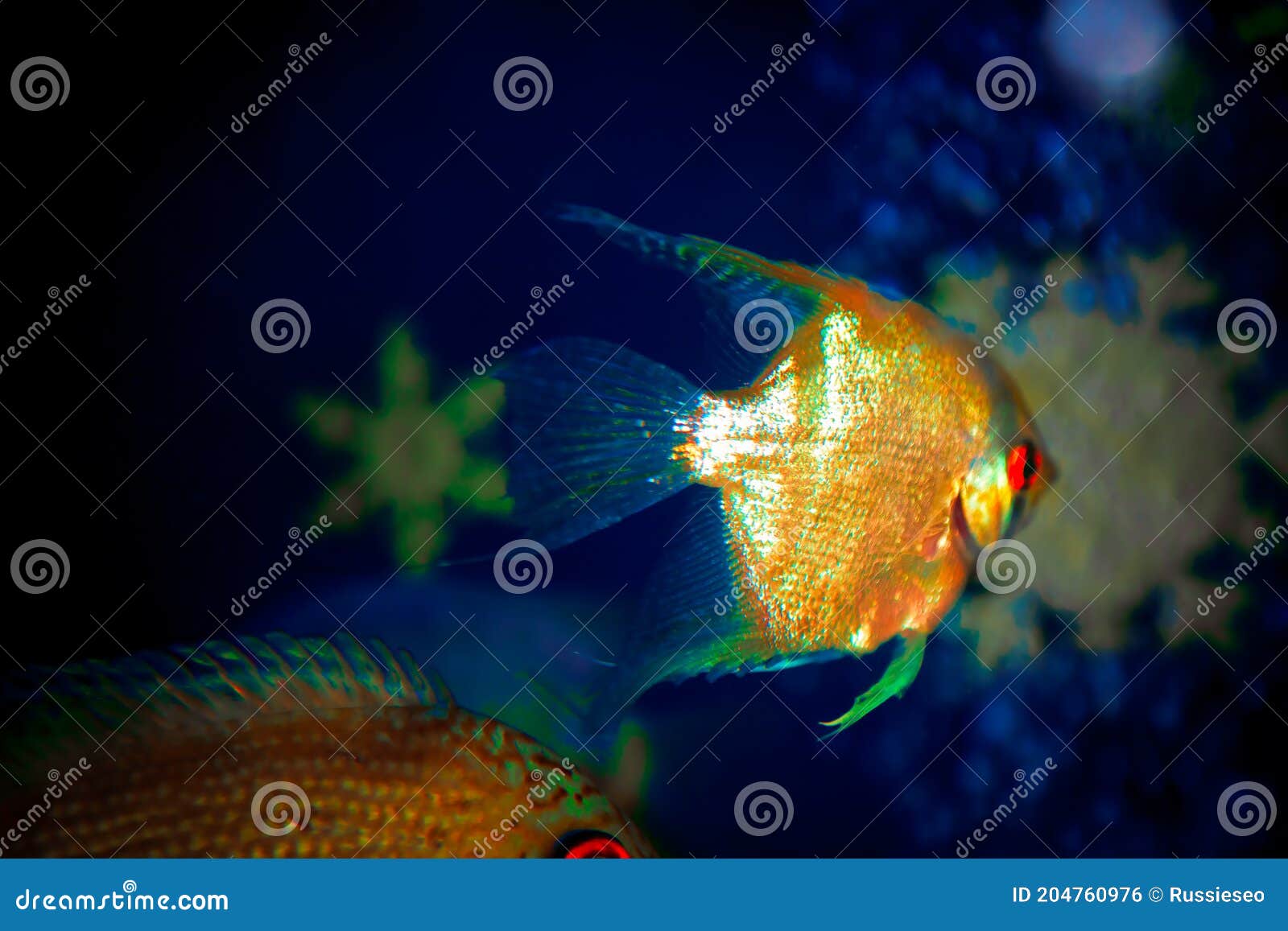 Deep Angelfish (Pterophyllum Altum), Also Known The Orinoco Angelfish ...