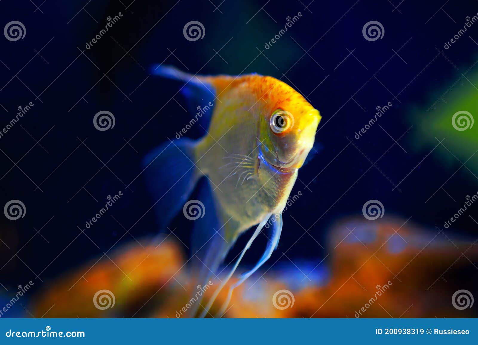 Angelfish in deep water stock image. Image of environment - 200938319