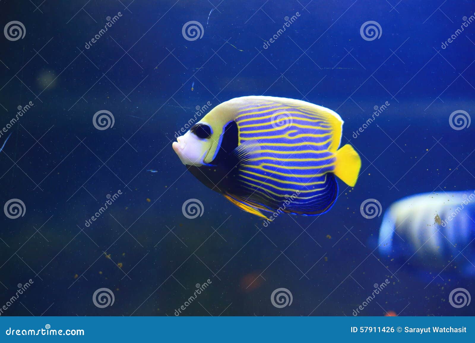 Angelfish dell'imperatore fotografia stock. Immagine di giallo - 57911426