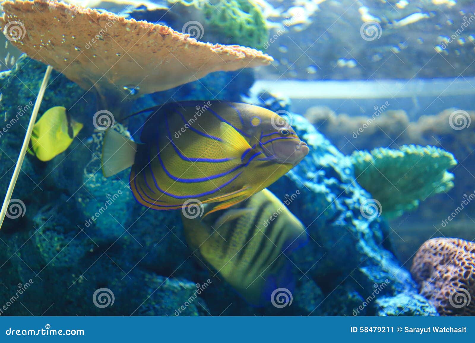 Emperor Angelfish Pair Picture