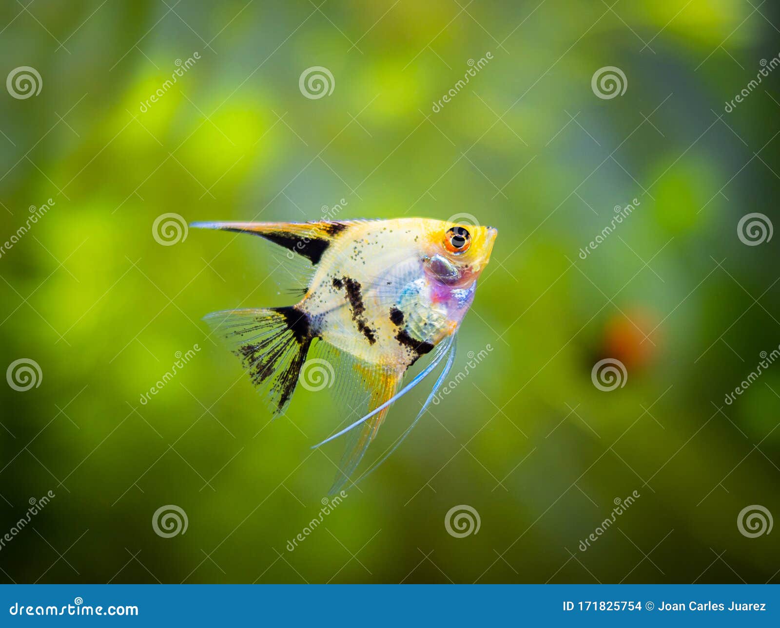 Angelfish Isolated in Tank Fish Pterophyllum Scalare Stock Photo ...