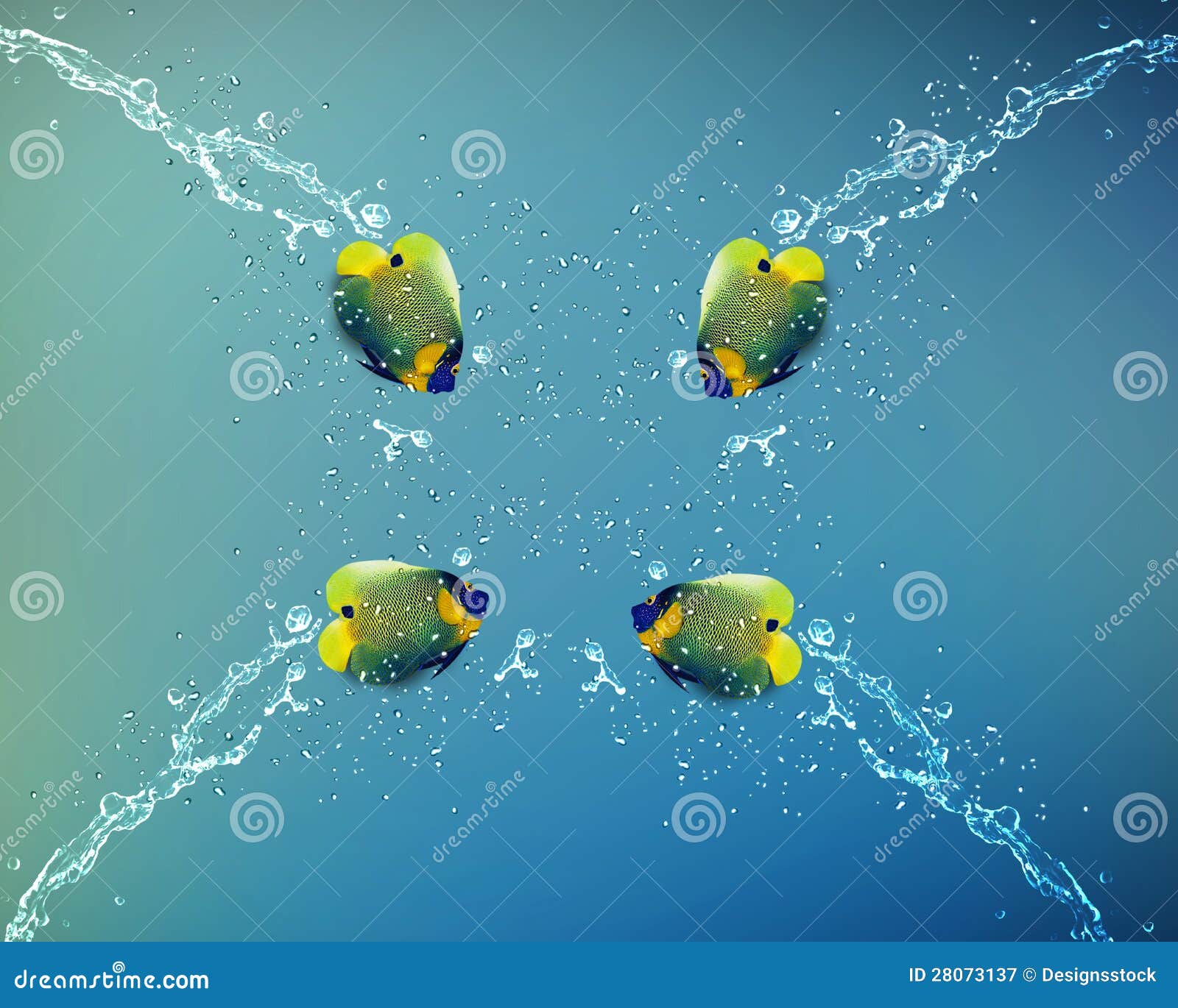 Angelfish jumping stock image. Image of flying, idea - 28073137