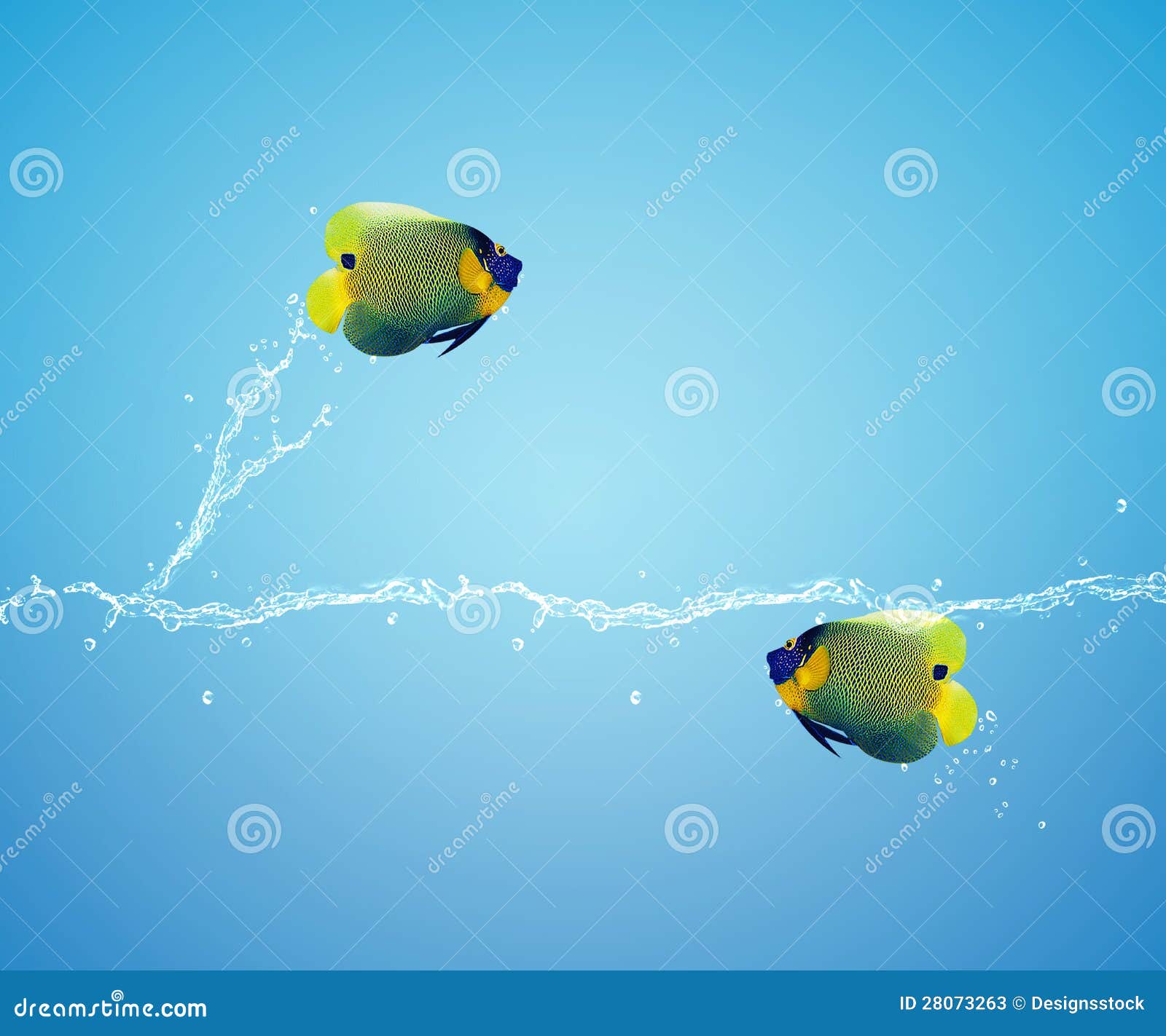 Angelfish jumping stock image. Image of leap, loneliness - 28073263