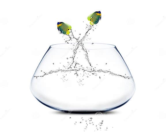 Angelfish Jumping and Doing Acrobatic Show Stock Photo - Image of ...