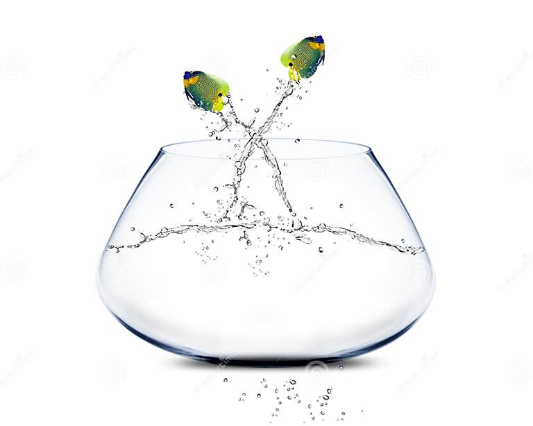 Angelfish Jumping and Doing Acrobatic Show Stock Photo - Image of ...