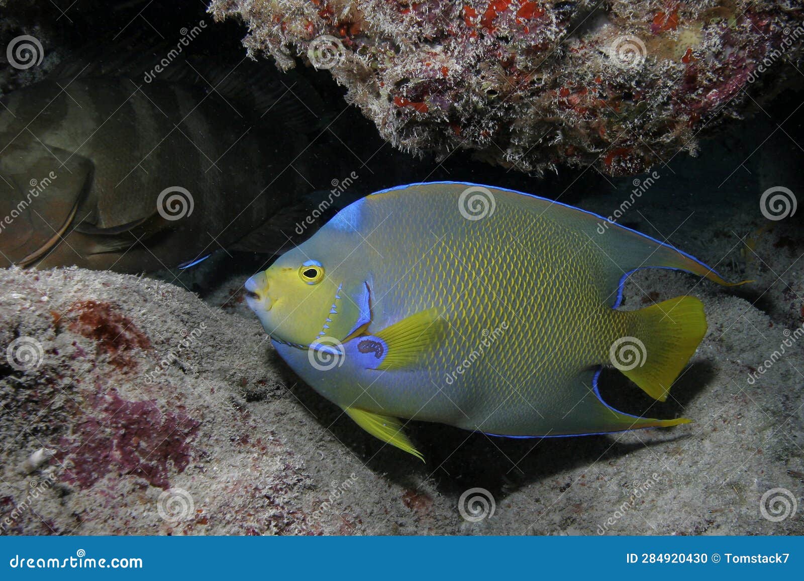 Angelfish Underwater in the Florida Keys Stock Photo - Image of bahamas ...