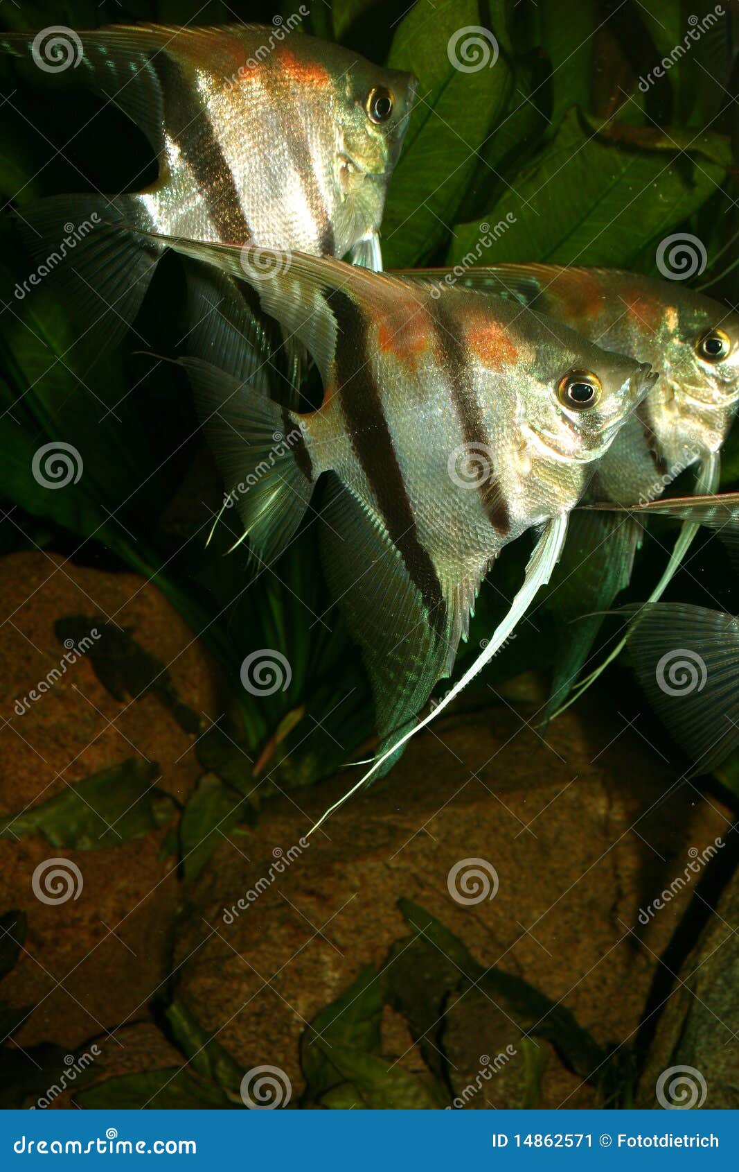 Angelfish (Pterophyllum Scalare) Stock Image - Image of fish ...