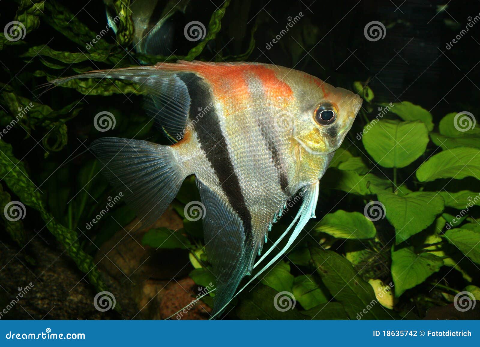Angelfish (Pterophyllum Scalare) Stock Photo - Image of green ...
