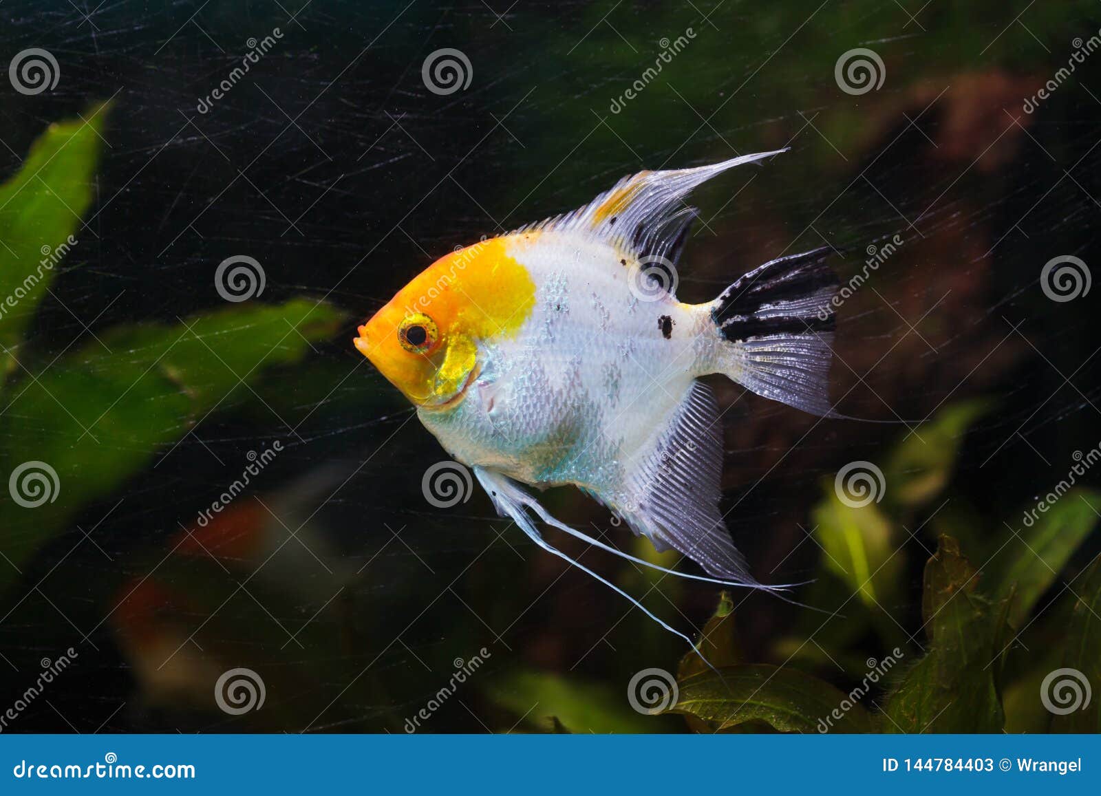 Angelfish Pterophyllum Scalare Stock Image - Image of fish, freshwater ...