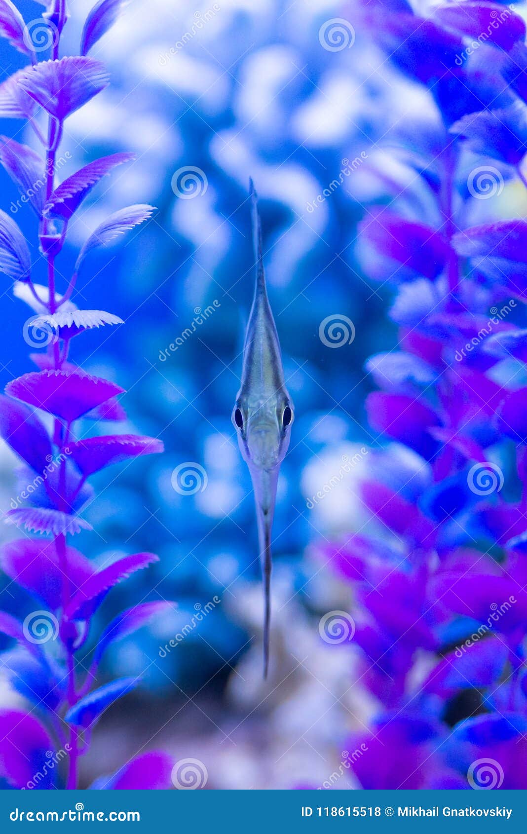 Angelfish or Pterophyllum Scalare Aquarium Fish Stock Photo - Image of ...