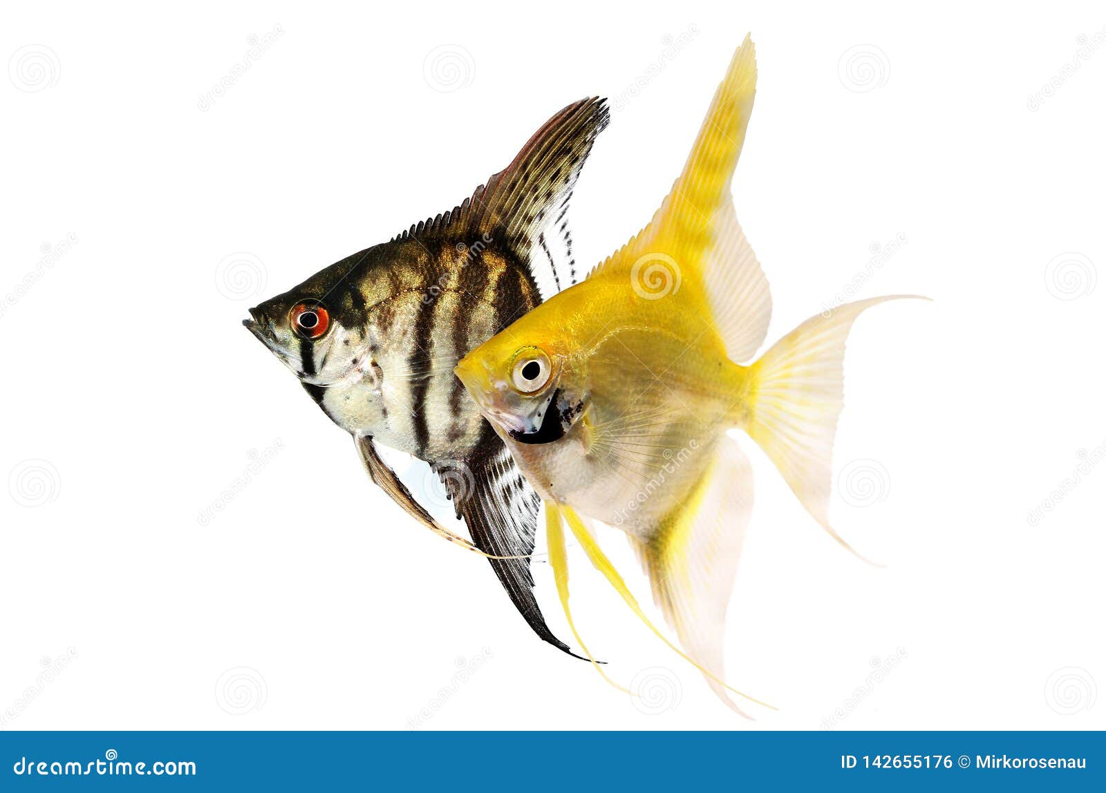 Angelfish Pterophyllum Scalare Aquarium Fish Isolated on White Stock ...
