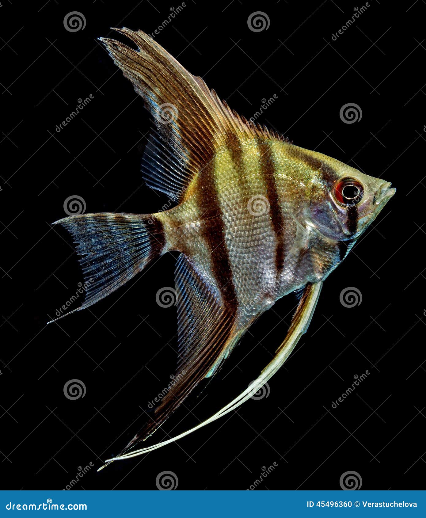 Pterophyllum Angelfish