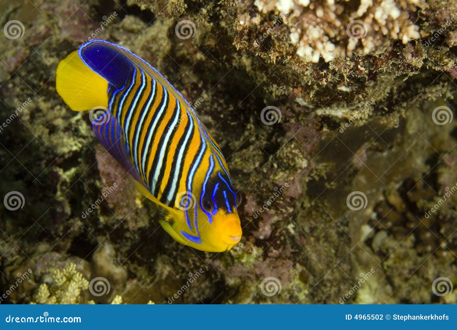 Angelfish Real (diacanthus De Los Pygoplites) Foto de archivo - Imagen ...