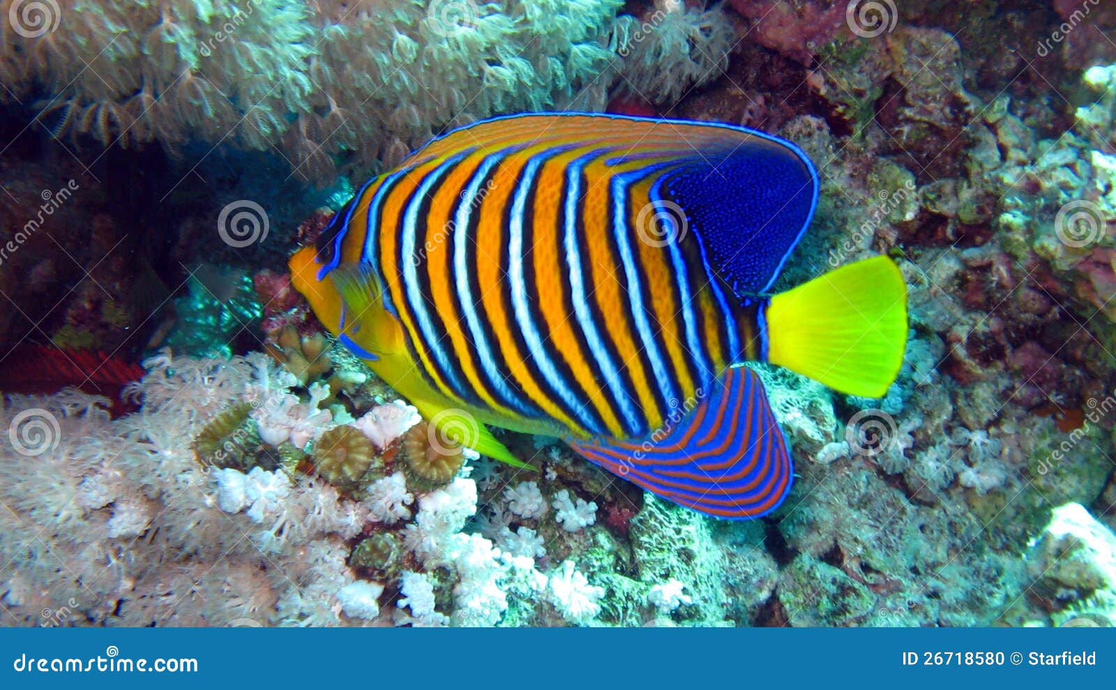 Angelfish Real O Real, Diacanthus De Pygoplites Foto de archivo ...
