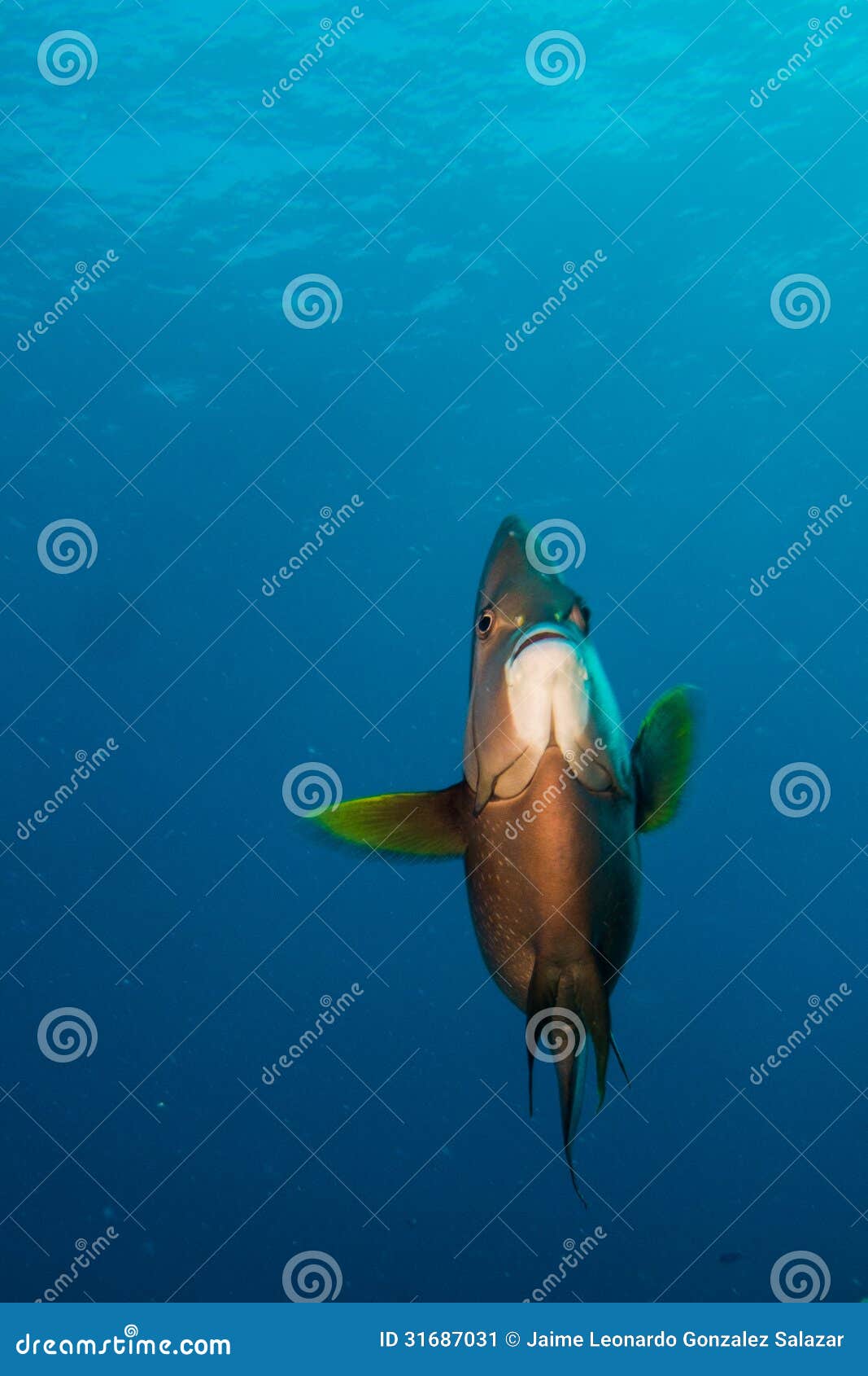 Angelfish stock image. Image of fins, angel, life, angle - 31687031