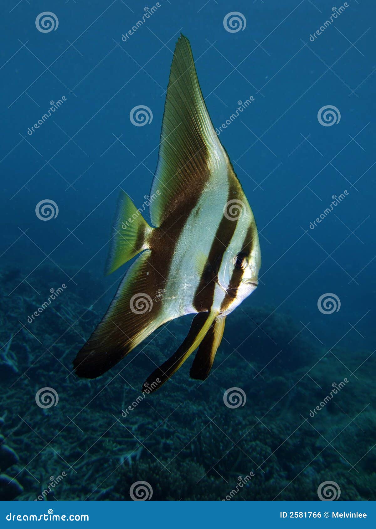 Angelfish in sea stock photo. Image of side, animal, colours - 2581766