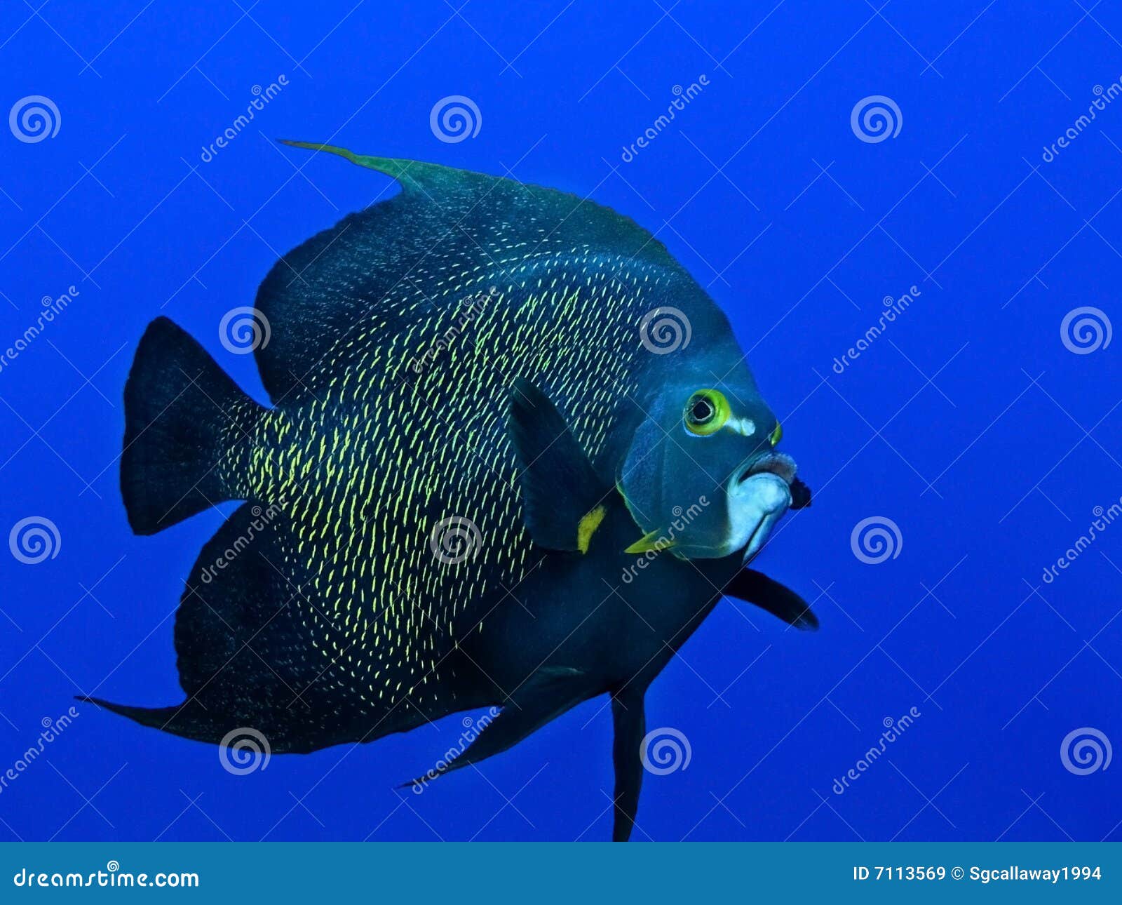 Angelfish swimming stock image. Image of angelfish, moving - 7113569