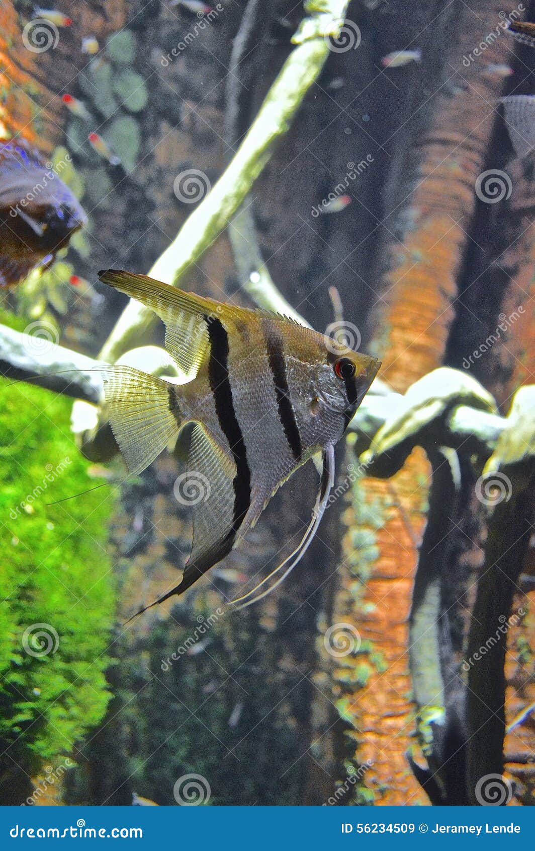 Angelfish stock image. Image of aquarium, habitat, ecosystem - 56234509