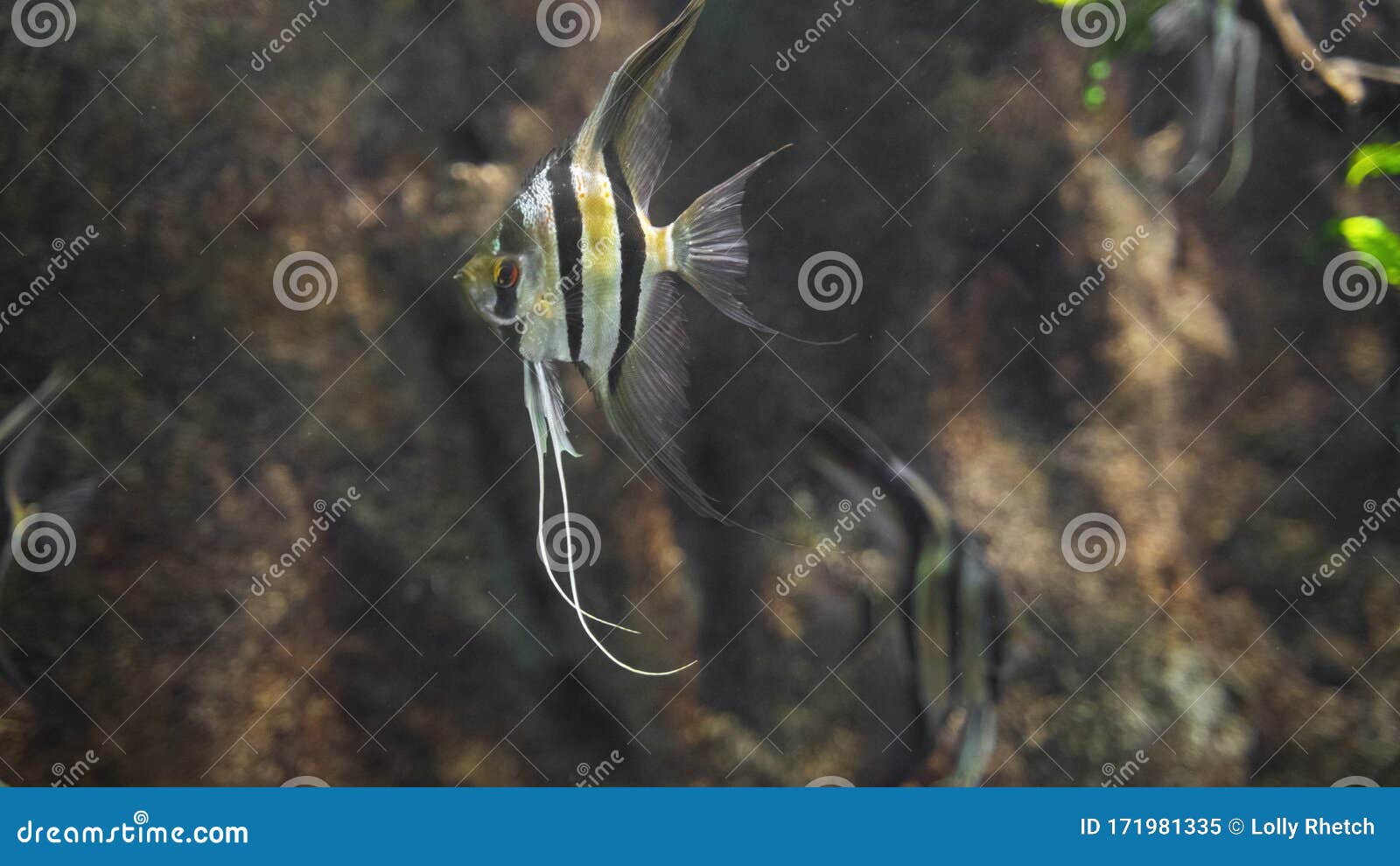 Angelfish Swims Near the Underwater Cliffs a Brown Background Stock ...
