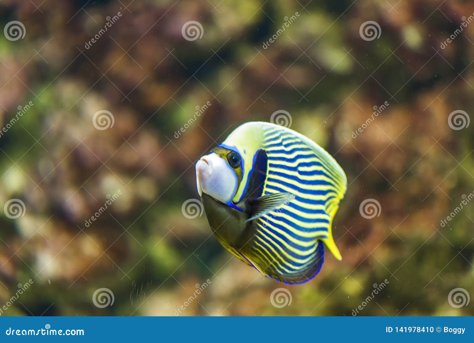 Angelfish in the water stock photo. Image of saltwater - 141978410