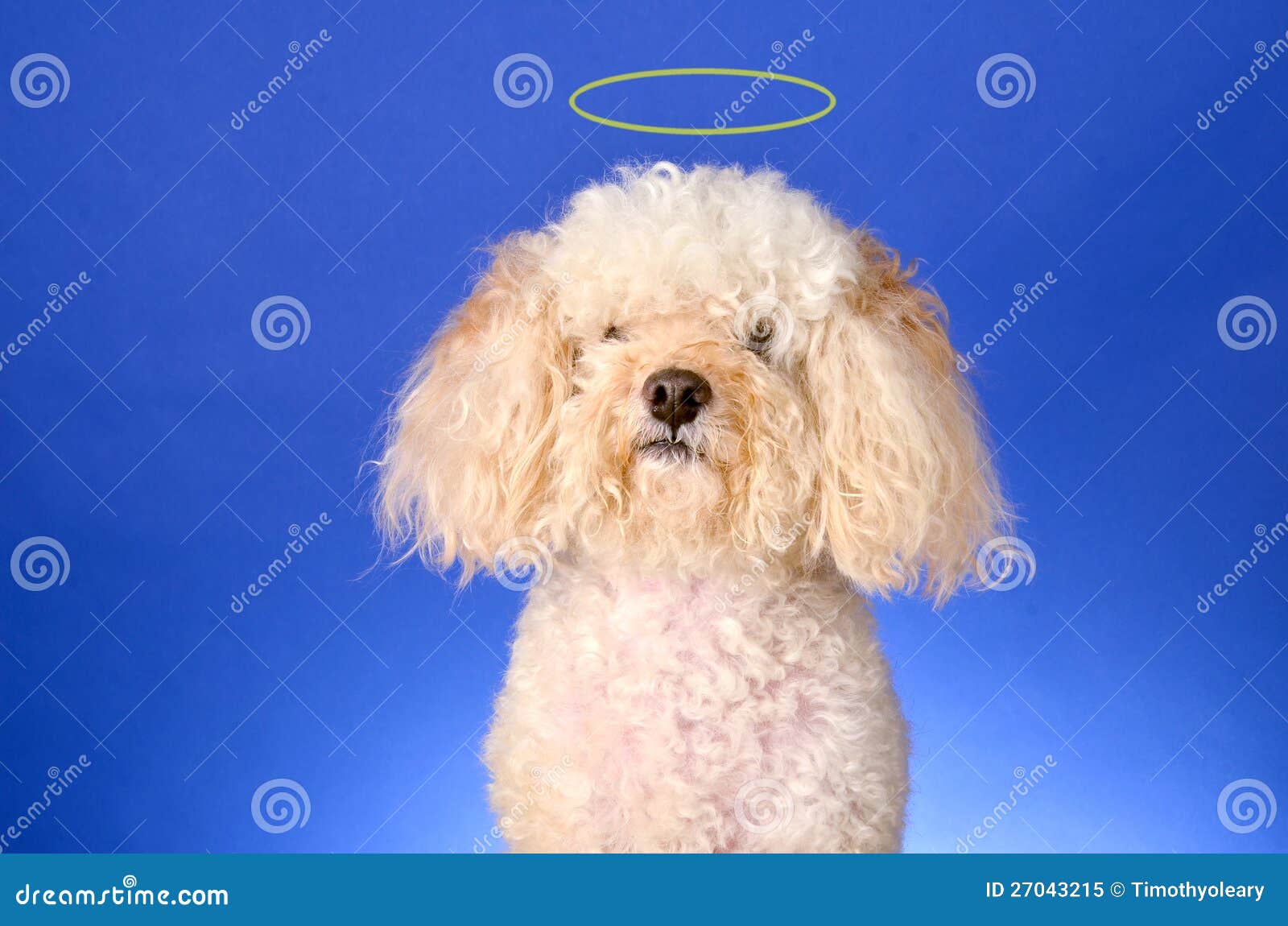 Angelic Dog stock image. Image of sweet, innocent, adorable - 27043215