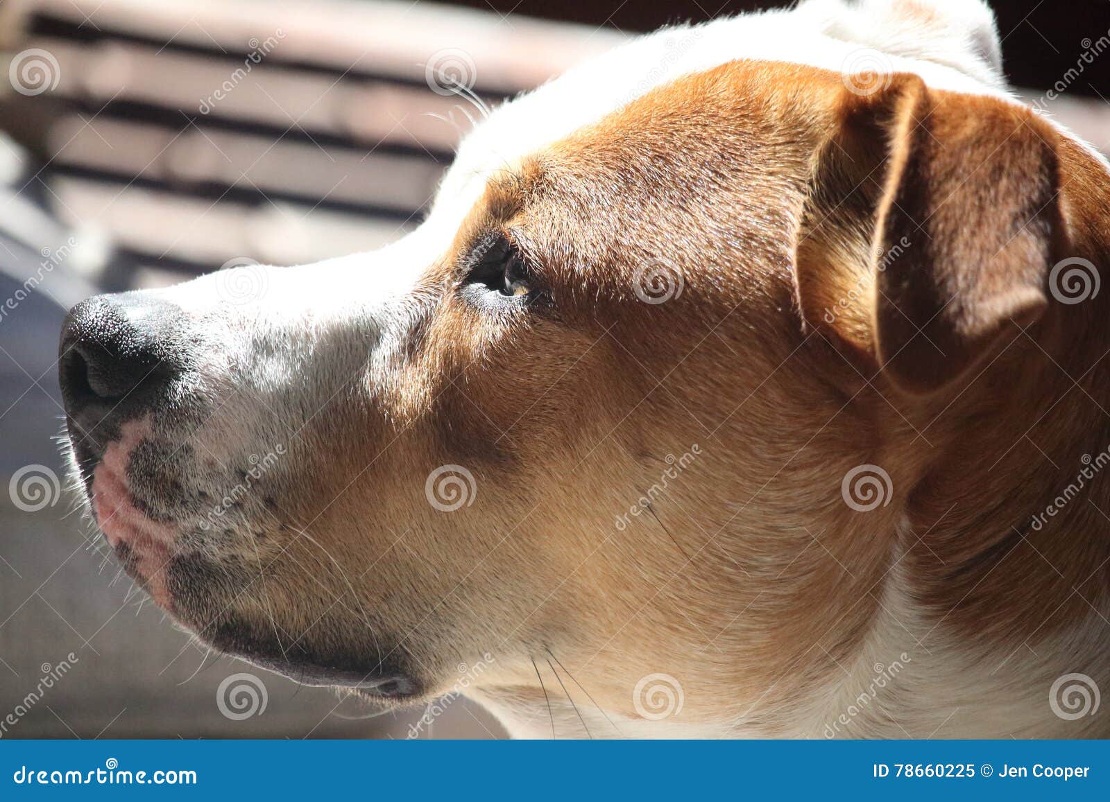 Angelic dog stock image. Image of canine, beautiful, extreme - 78660225