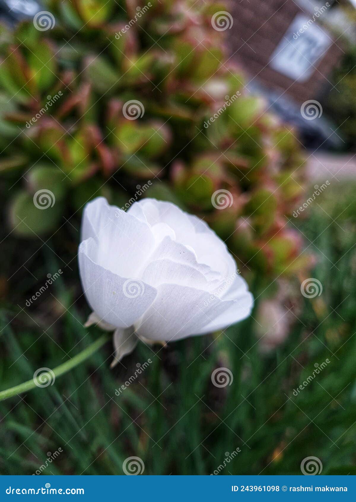 Angelic flower blooming stock photo. Image of shrub - 243961098