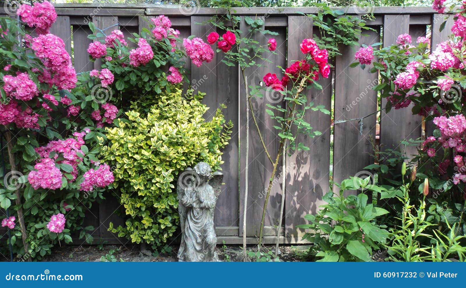 Angelic Rose Garden stock photo. Image of flower, garden - 60917232