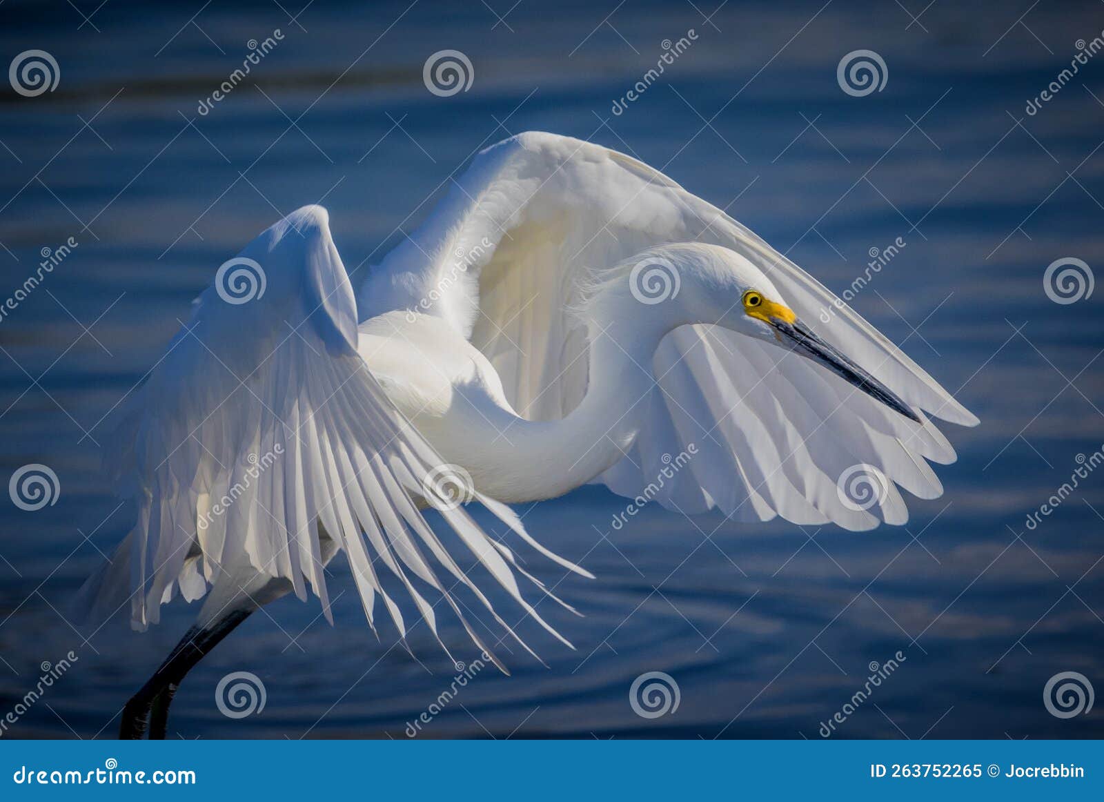 Angelic Wings of the Snowy Egret Stock Image - Image of birds, outdoors ...