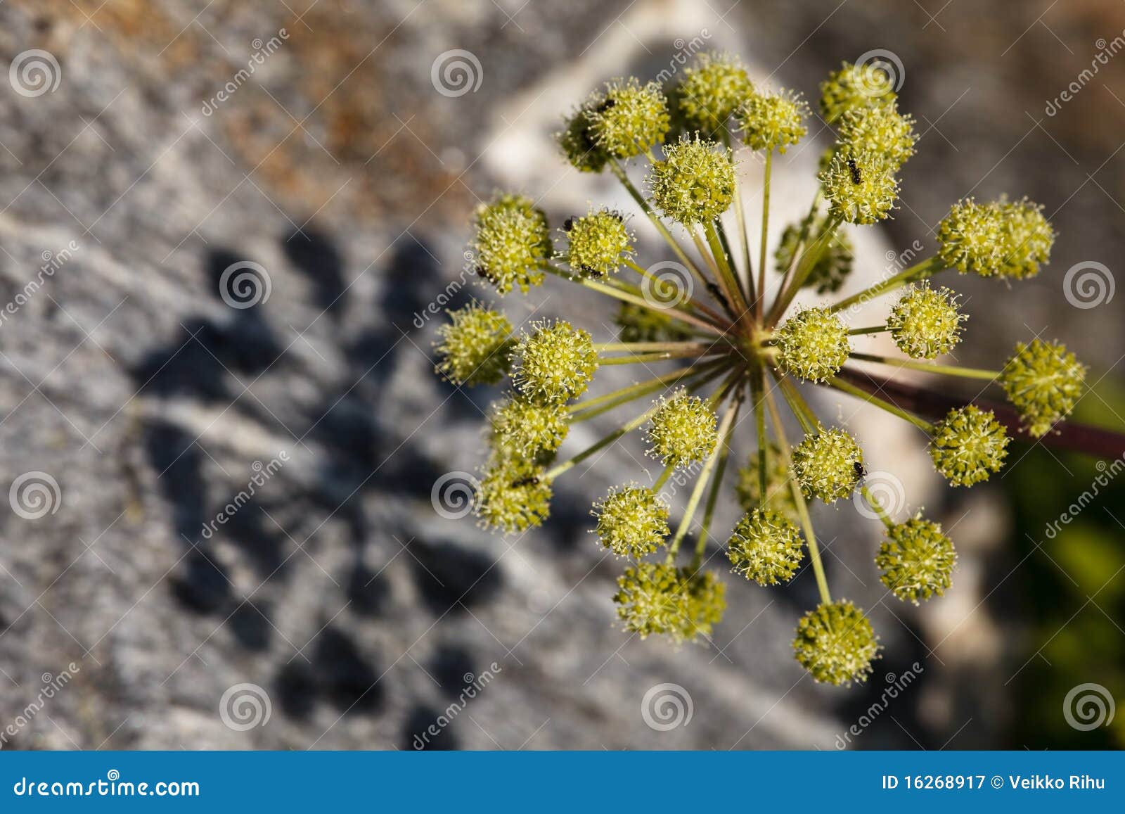Angelica stock image. Image of close, green, yellow, herb - 16268917