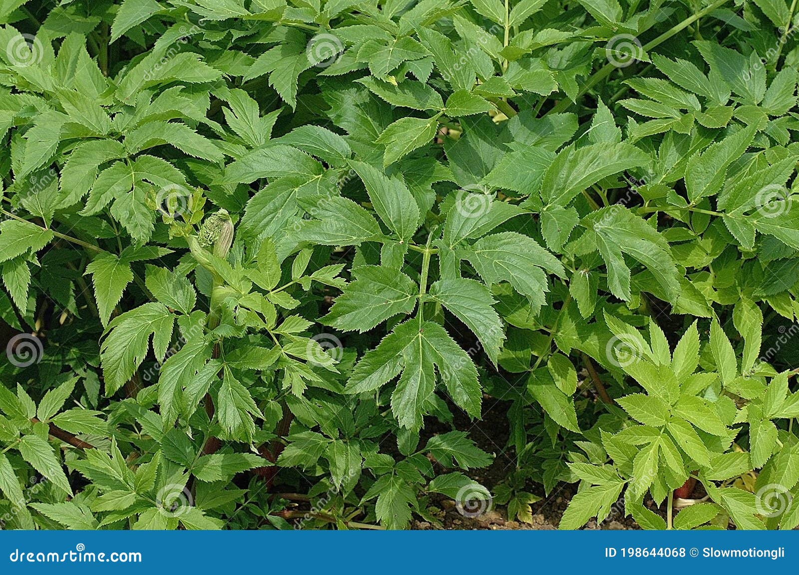 Angelica, Angelica Archangelica Stock Photo - Image of botany, color ...