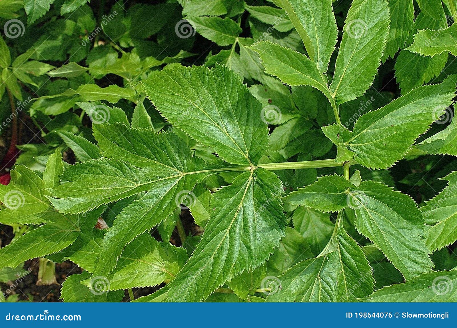 Angelica, Angelica Archangelica Stock Photo - Image of plant, angelica ...