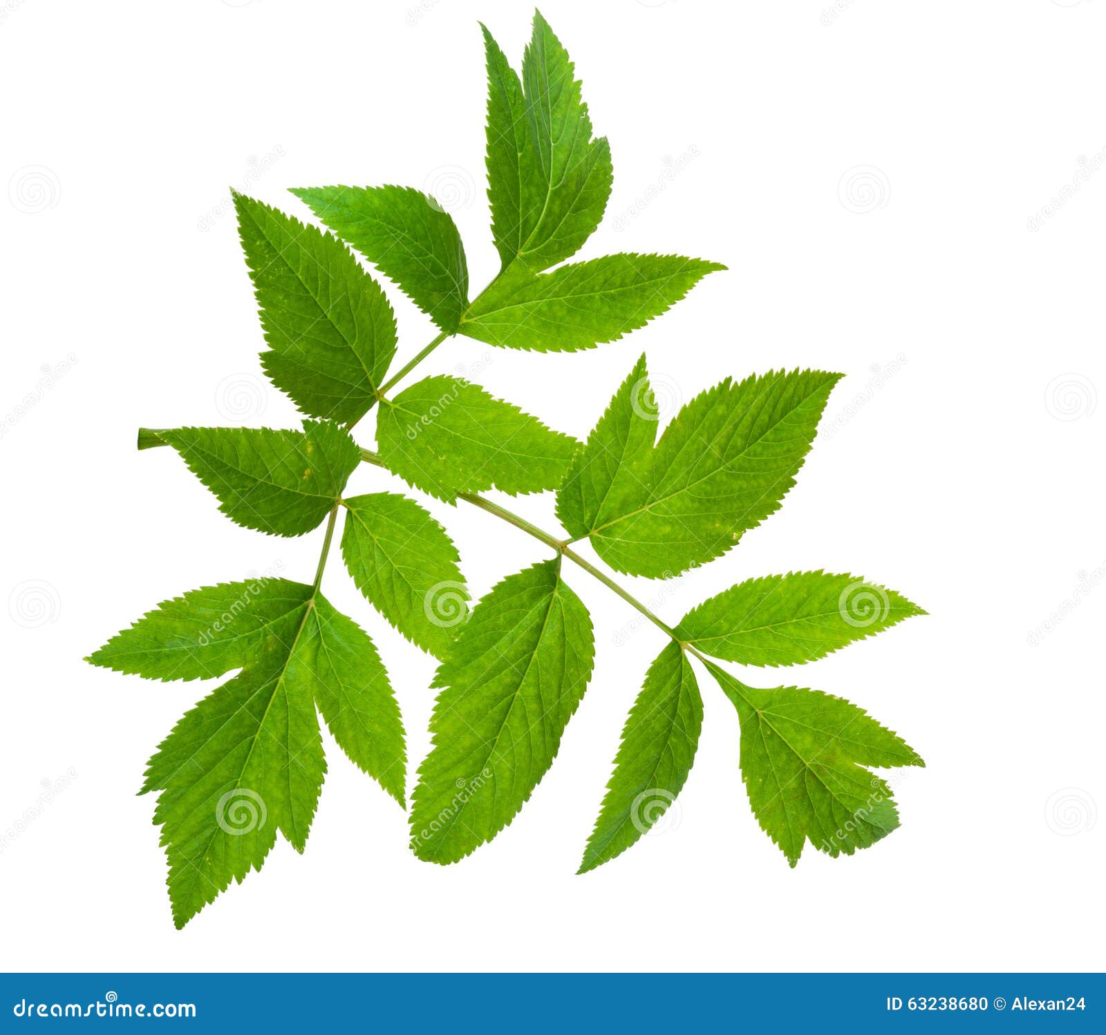 Angelica herb leaf sprig stock photo. Image of medicinal - 63238680