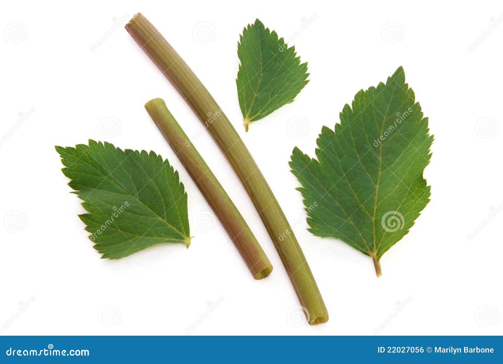 Angelica Herb Leaf and Stem Stock Photo - Image of stems, leaves: 22027056