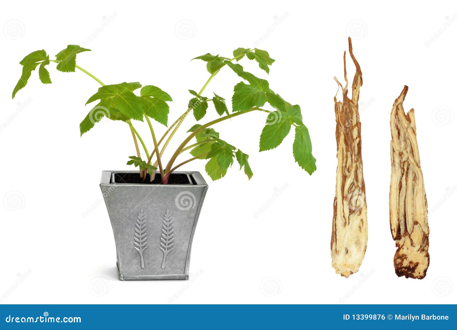 Angelica Herb and Root stock photo. Image of white, ingredient - 13399876