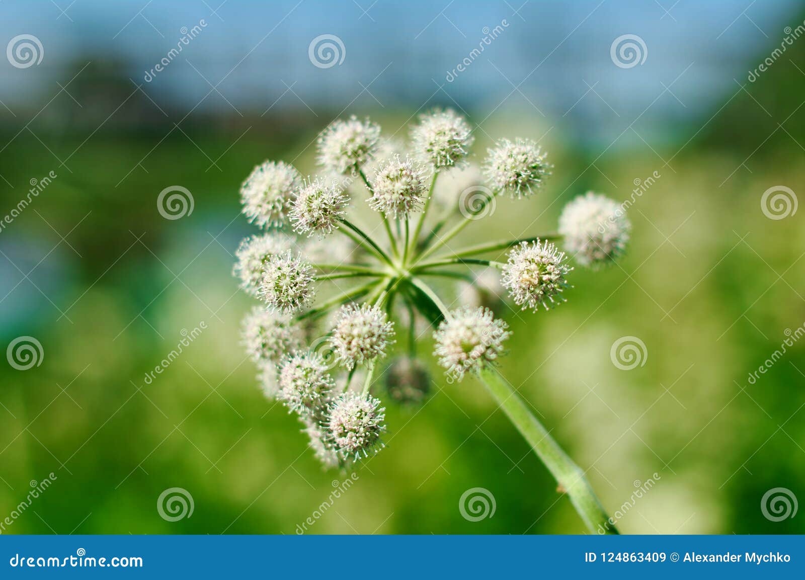Angelica Plan, Umbelliferae Bloom Stock Image - Image of archangelica ...