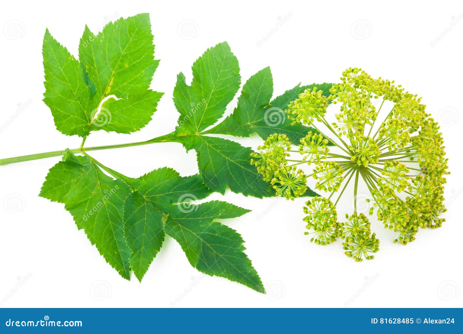 Angelica plant stock image. Image of angelica, flower - 81628485