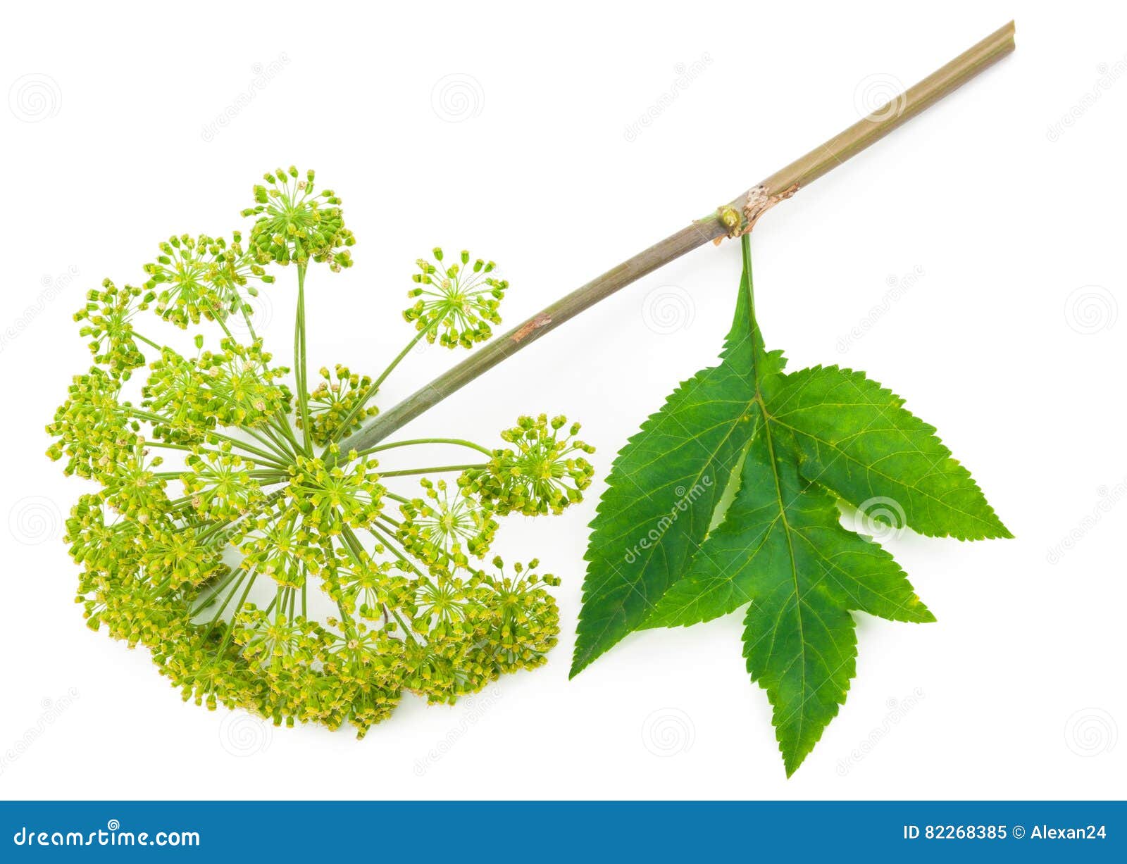 Angelica plant stock image. Image of floral, plant, nature - 82268385