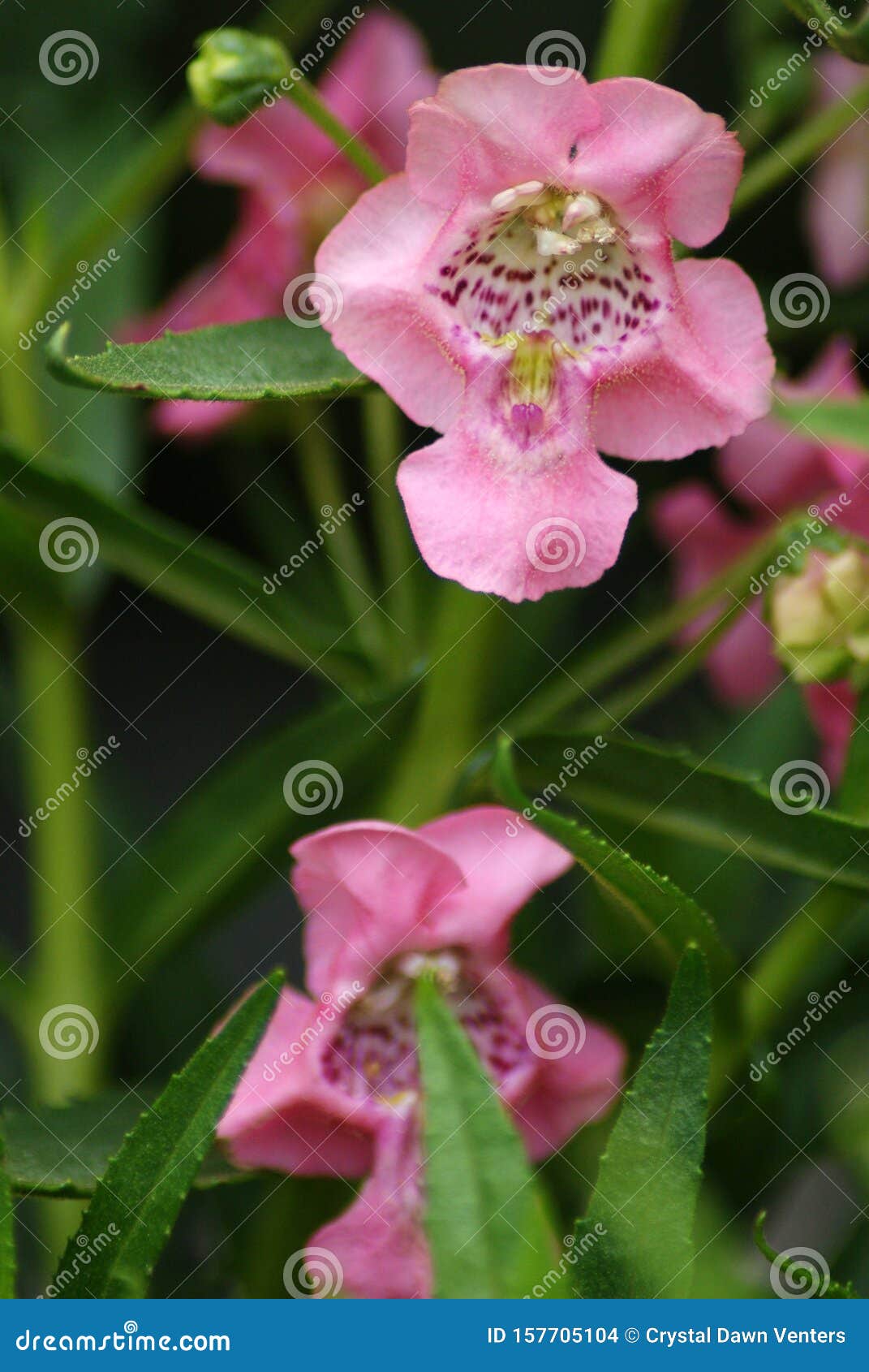 Angelonia flowers stock photo. Image of macro, flowers - 157705104